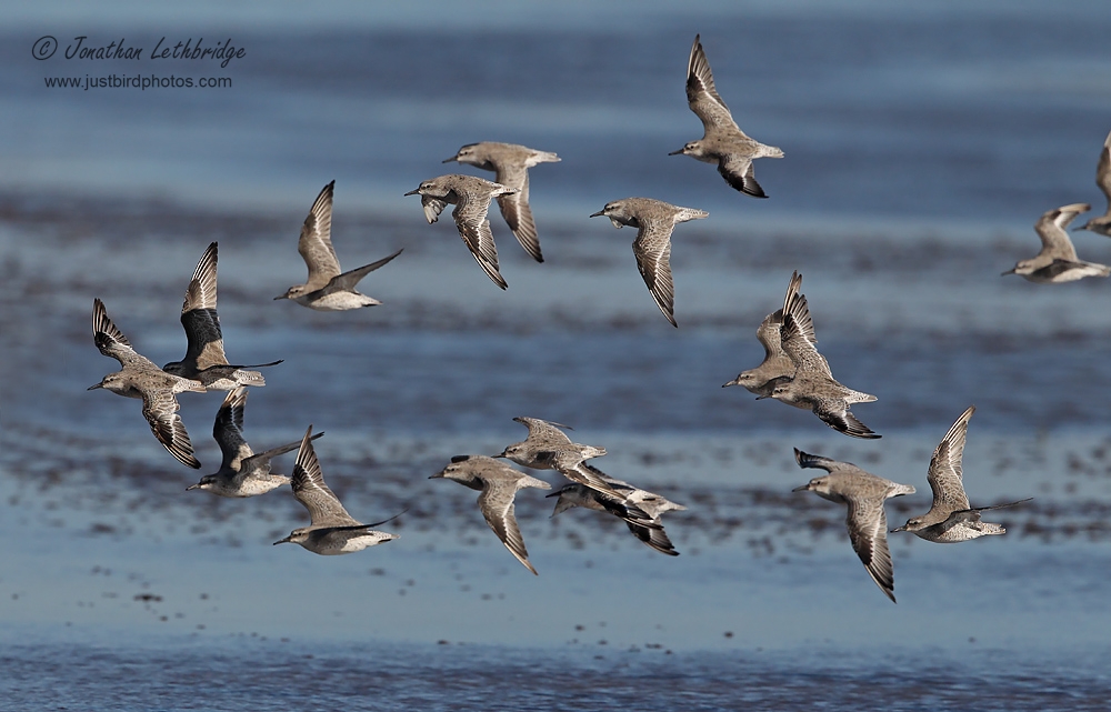 Wanstead Birder: How to spot moribund birds