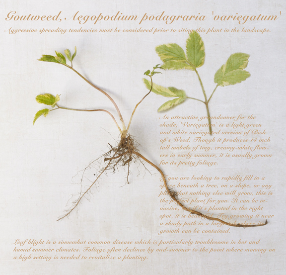 Three Dogs in a Garden: Invasive Plants, Part 3: How I Eliminated ...