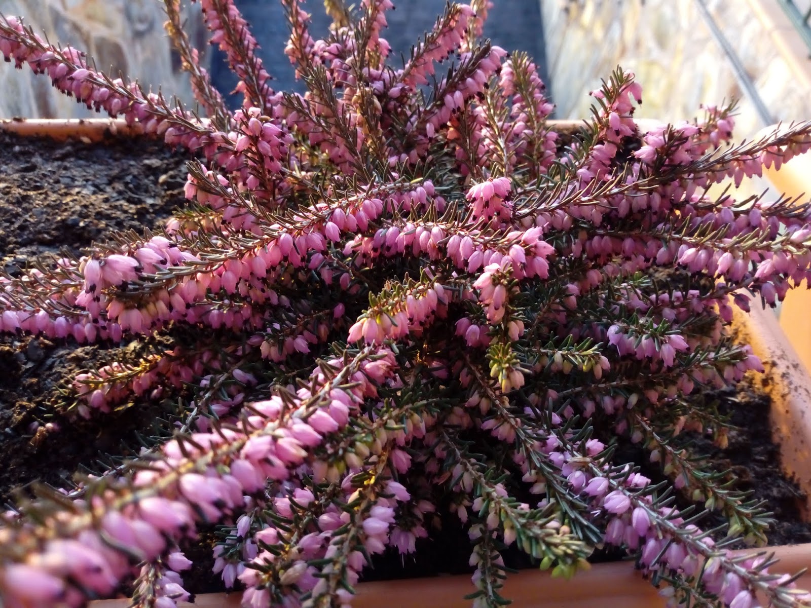 Biosfera vegetal.: Brezo rosado (Erica x darleyensis).