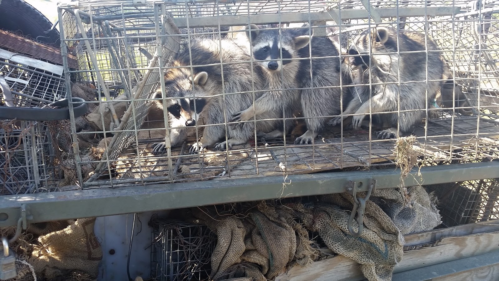 Tripple on 'Coon in a Comstock 12x18x39 Beaver Cage Trap - Comstock ...