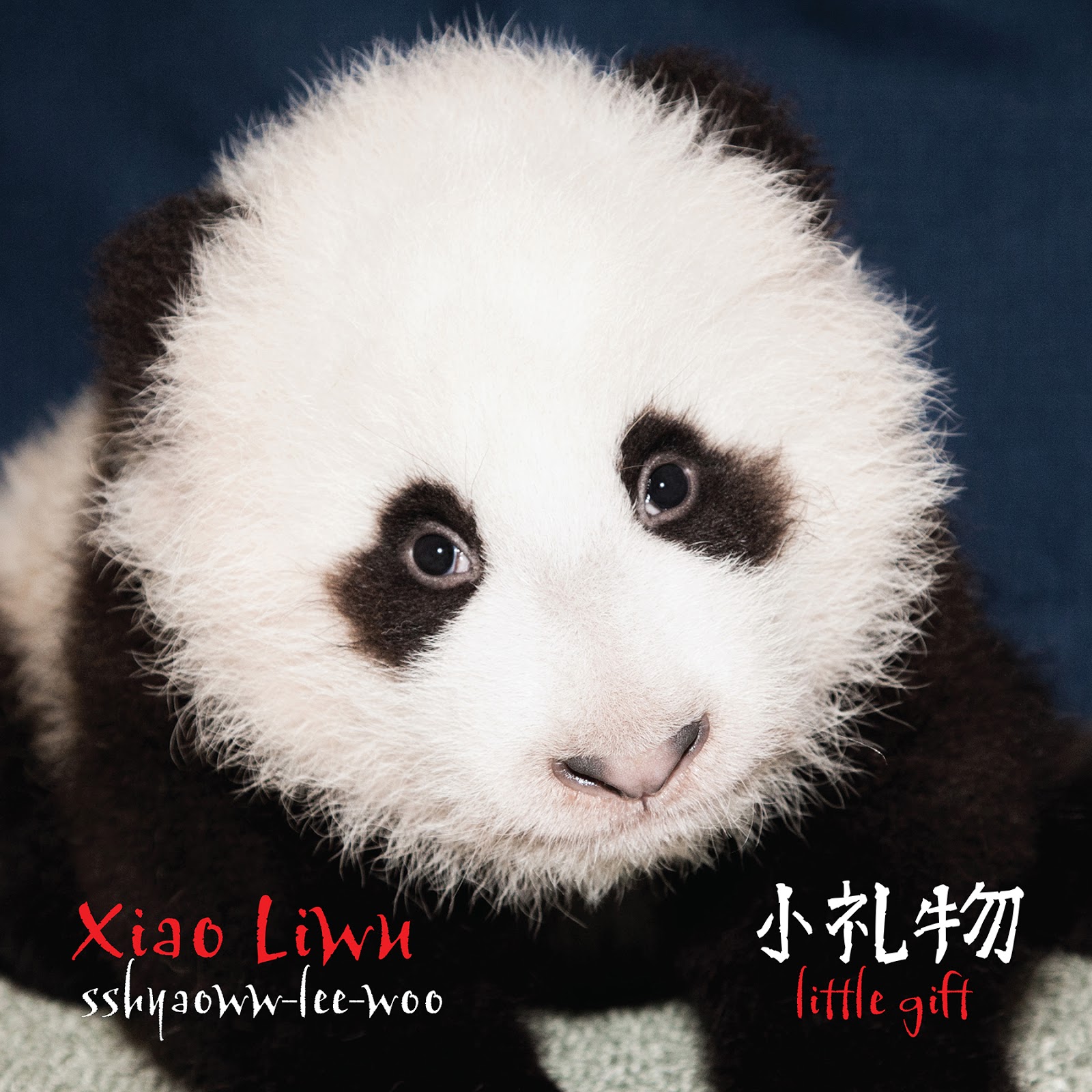 Life with Dylan: The San Diego Zoo now has a "little gift" Xiao Liwu