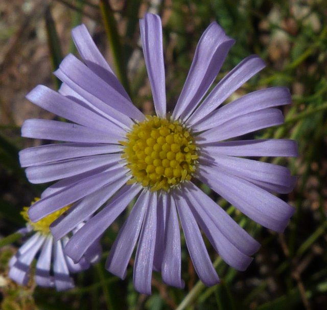 ANPS eventually gets to a Uriarra Reserve