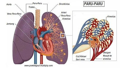 Struktur Dan Fungsi Paru-Paru | Pustaka Pandani