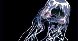 Animals of the world: Box Jellyfish