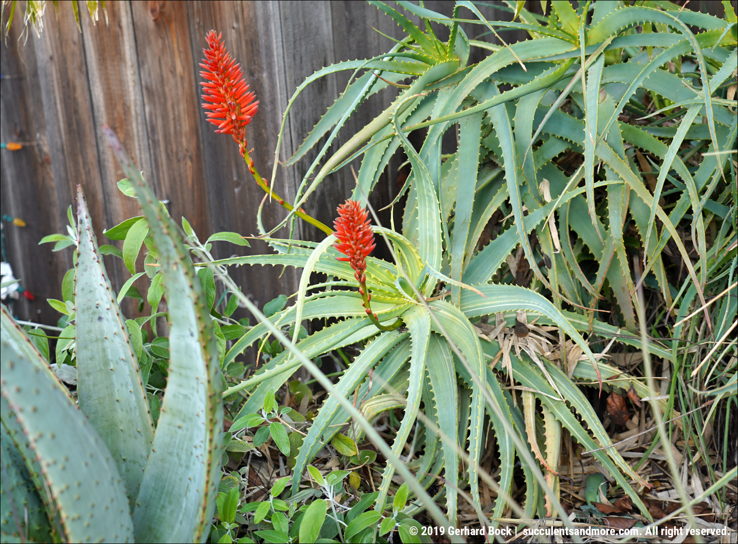...which of these aloes is the prettiest of all?