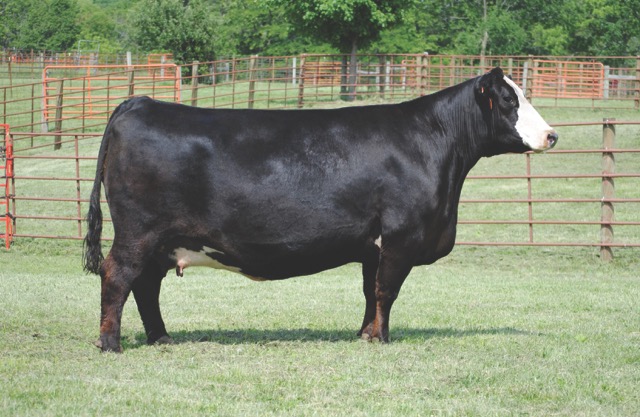 RCC Blog: Rodgers Influenced Cattle In Foundation Female Sale