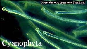 Biologia