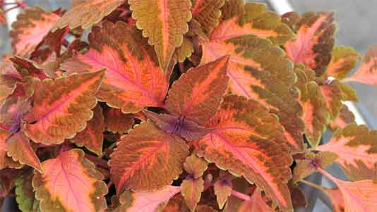 Garden Dream: Most Colorful Foliage: Caladiums and Coleus