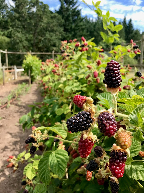 Good Gifts Farm: Oregon Berries