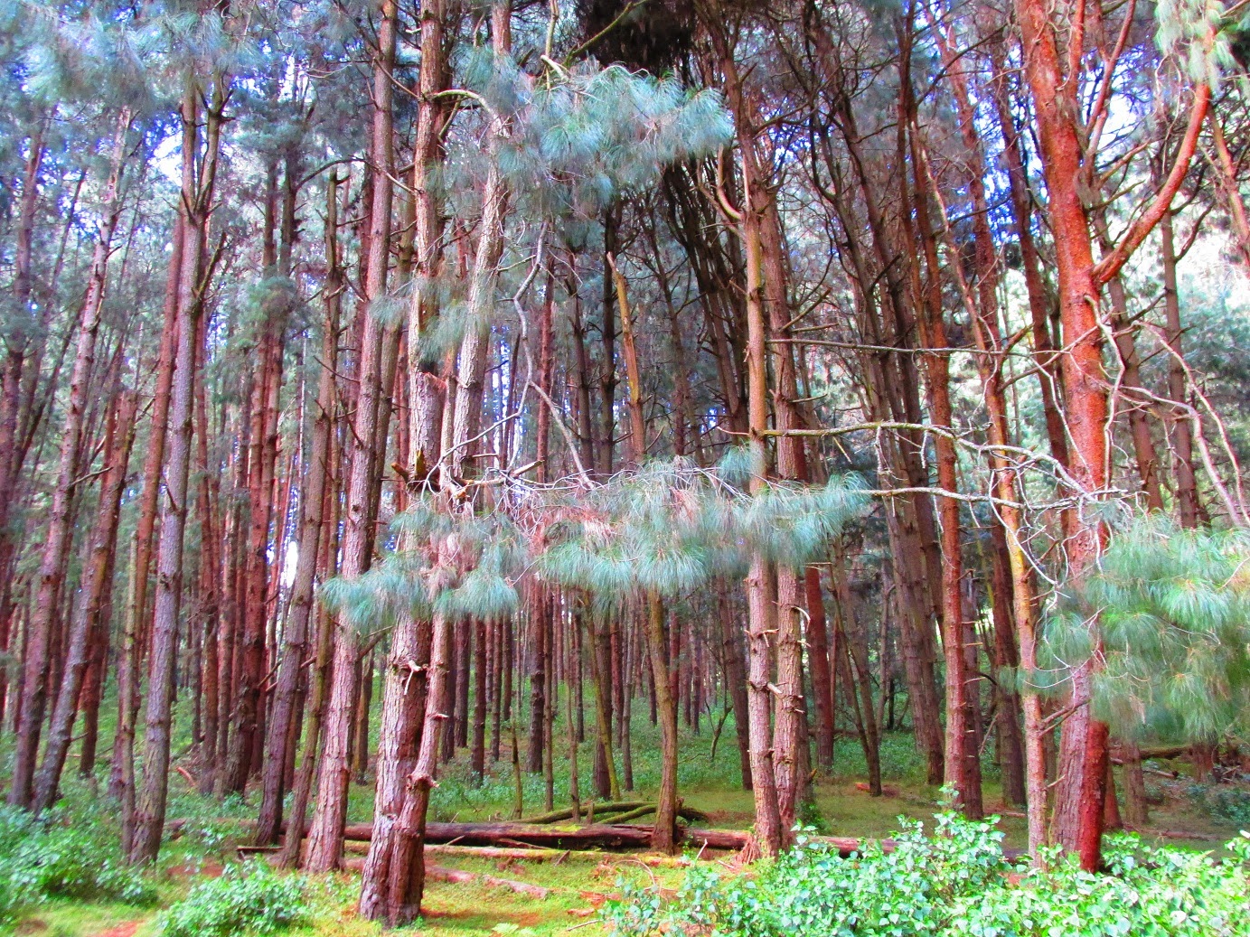 Gundar Waterfalls - Kodaikanal