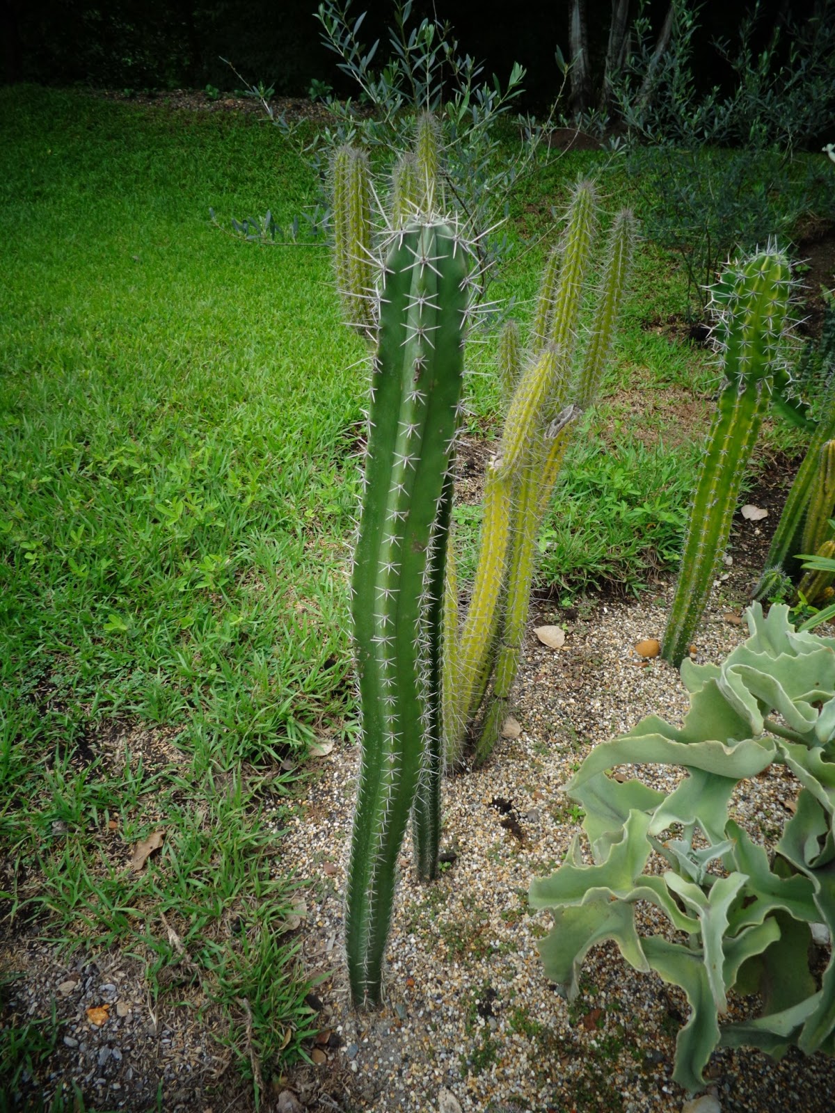 VIVERO SAN ANTONIO - APULO - CUNDINAMARCA- COLOMBIA: CAPTUS