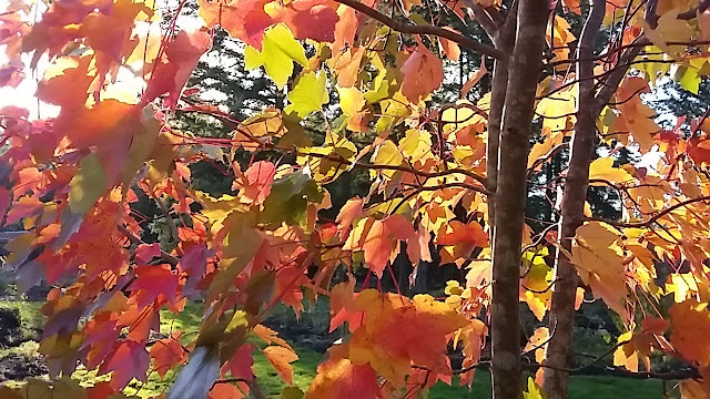 Foliage Follow-up: November 2016 and Wednesday Vignette