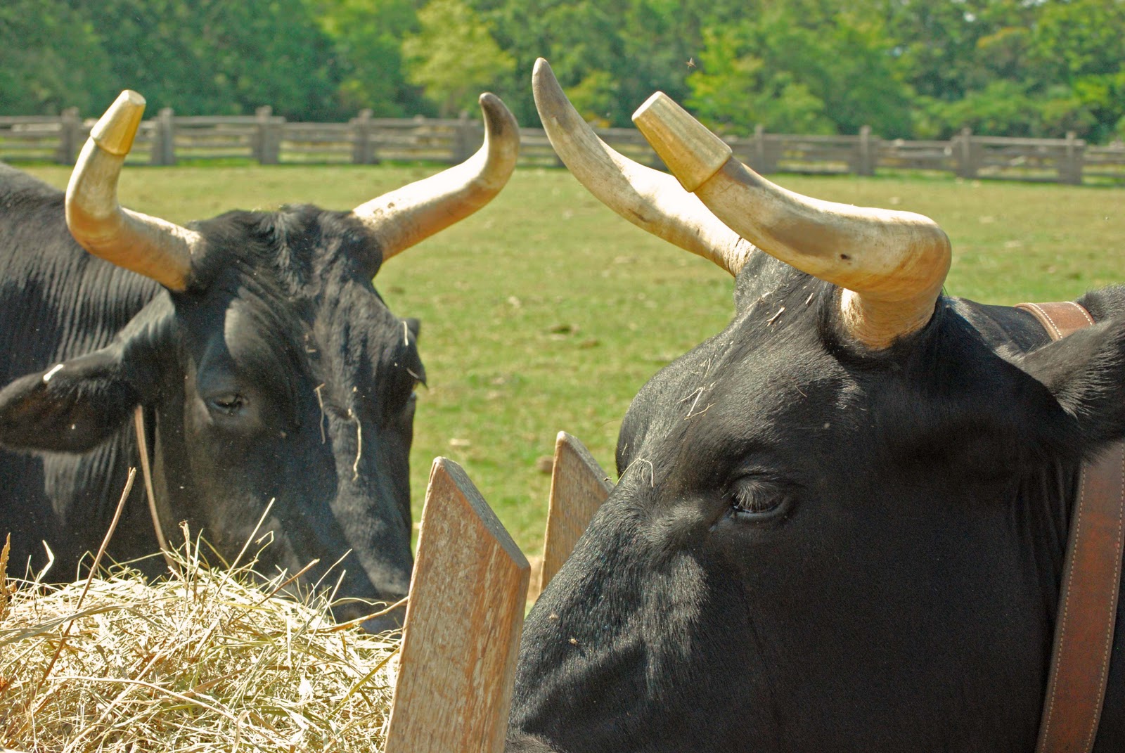 CJO Photo: Cows - Page 1