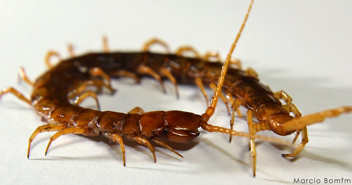 Natureza: Lacraia - Escolopendra