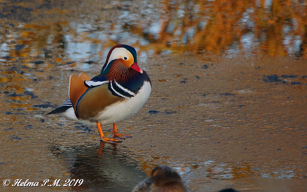 Helma's natuurfoto's: Mandarijneend - Aix galericulata..................