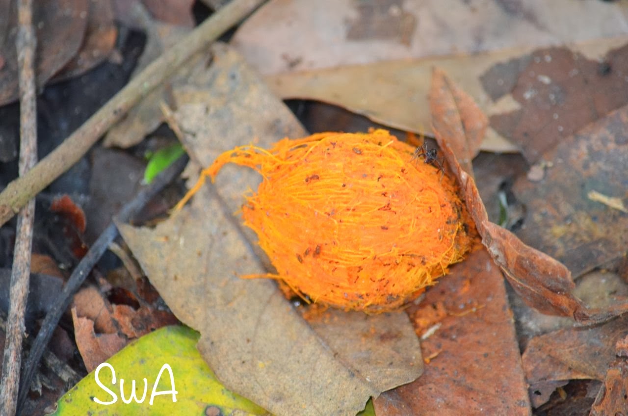 Tropical Biodiversity - Santarém - Pará - Brasil: Tucumã fruit - quite ...