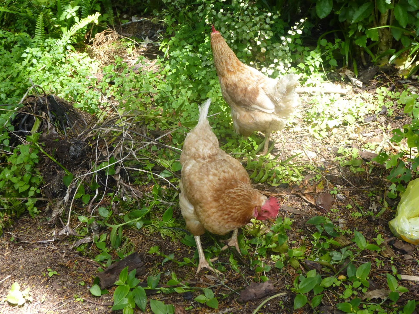 The three Modes of Material Nature - Urbanyogi