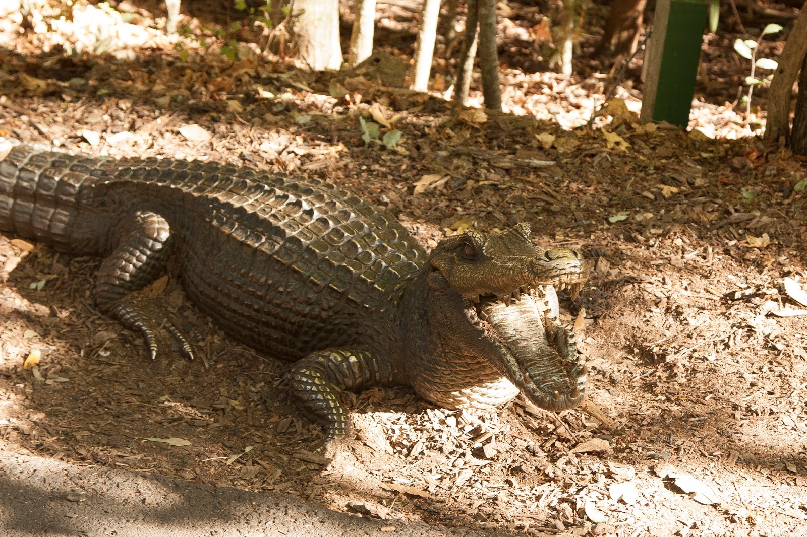 Deepthi's Photography: Audubon Zoo U.S.A.