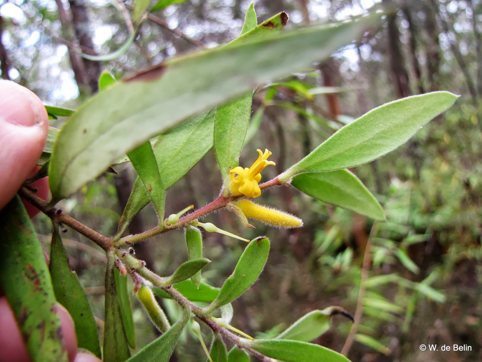 Sydney's Wildflowers and Native Plants: Persoonia mollis - Soft Geebung.