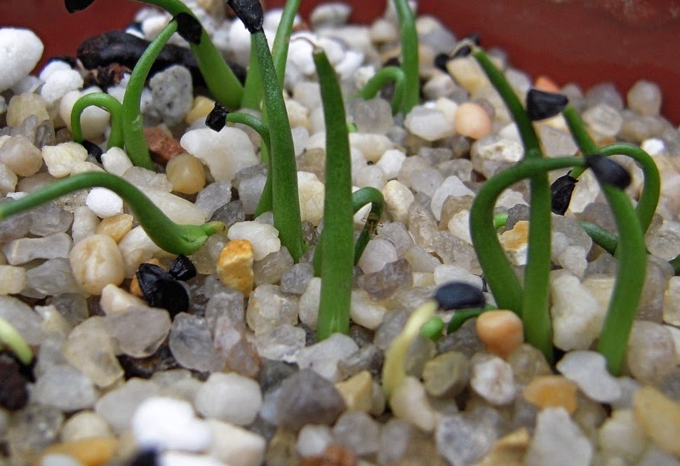 GROWING AGAVE FROM SEED |The Garden of Eaden