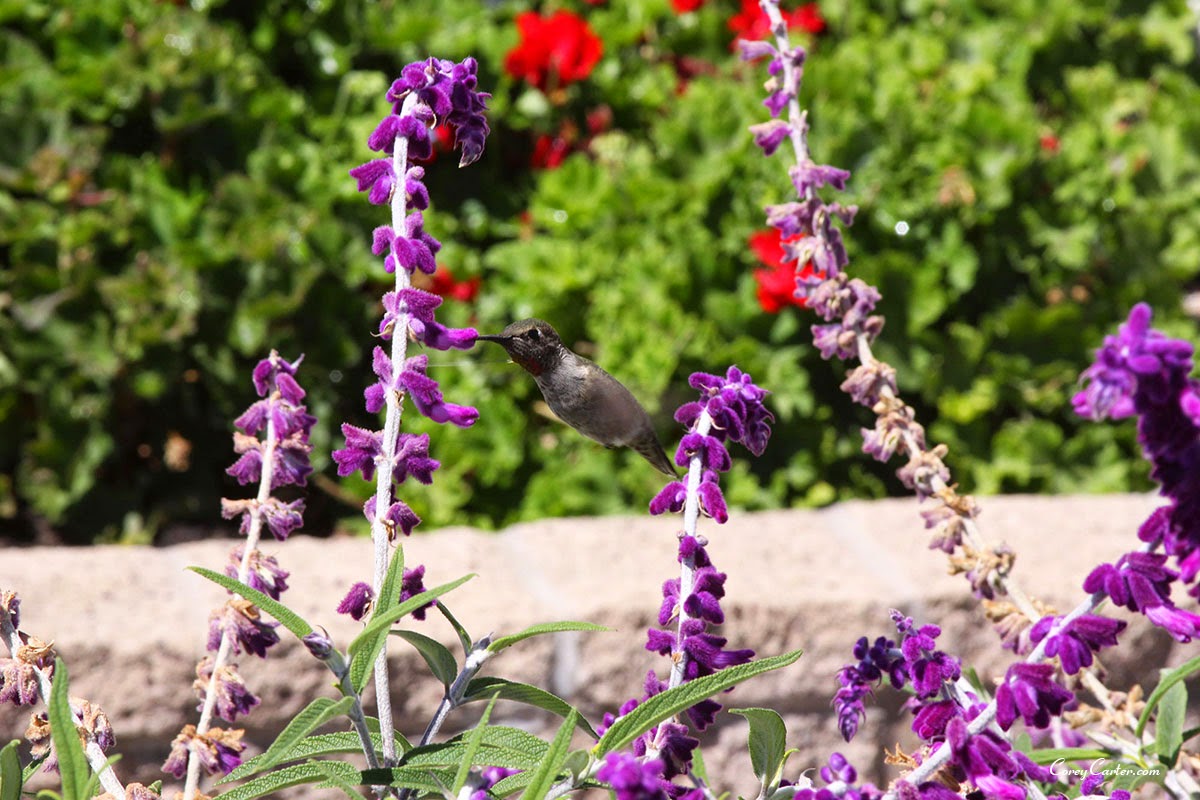 Corey Carter | Austin, Texas: Hummingbird