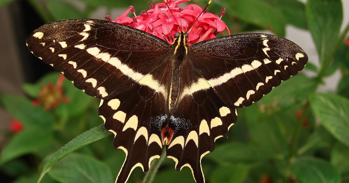 MOSI Outside: National Parks: Biscayne and the Schaus Swallowtail