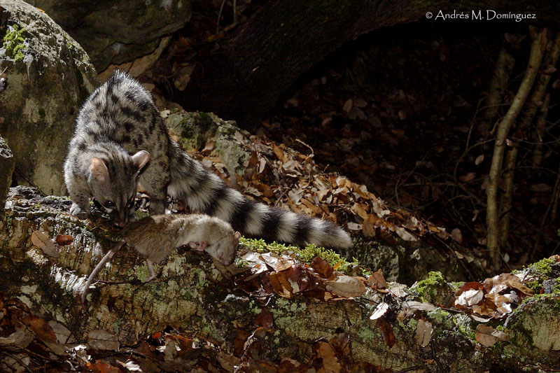 Fauna del Cinca Medio: La Gineta o Jineta