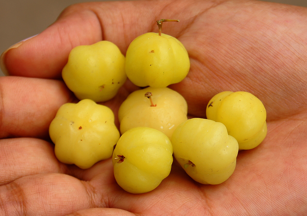 DESENFRENAME: FRUTAS TROPICALES.... PRUEBALAS....