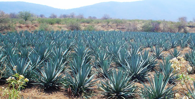 TC Vinos y Licores: El uso del maguey en México