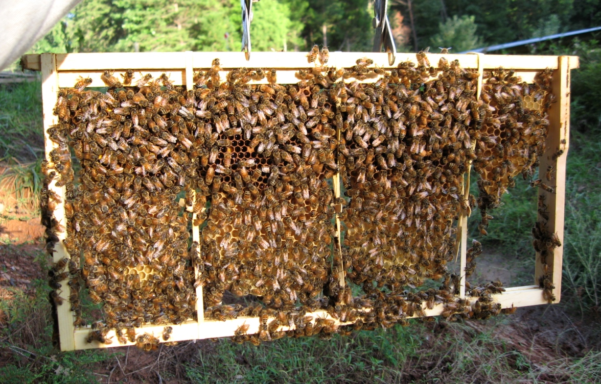 Beaver Creek Bees: Fixed Comb