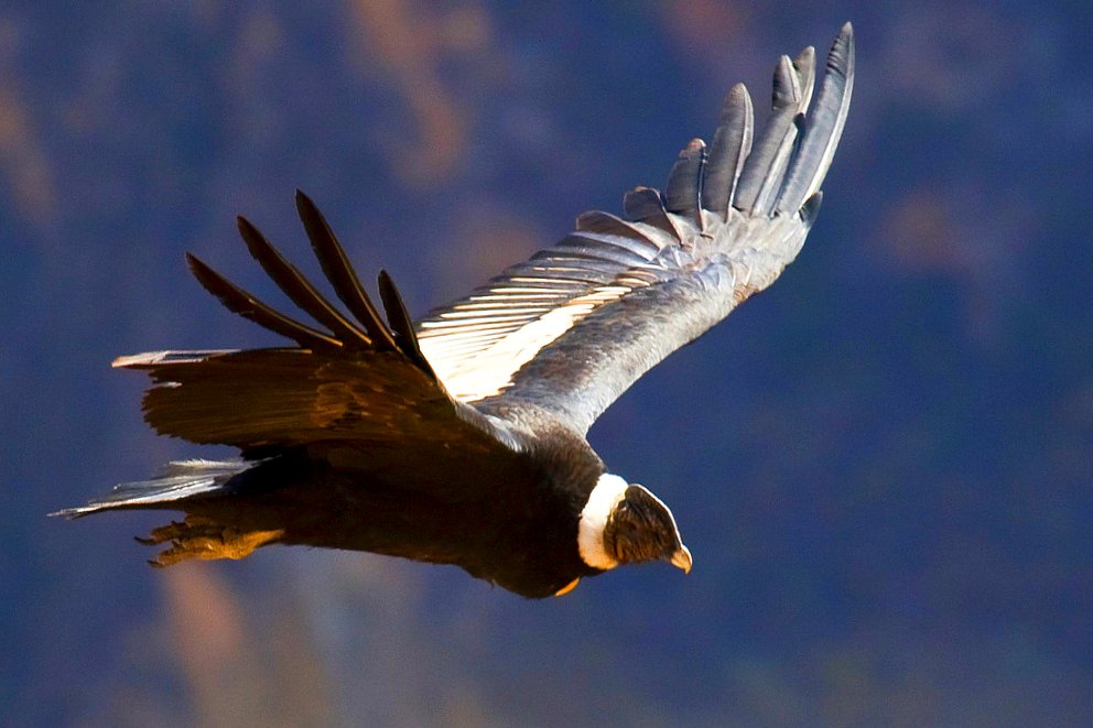 LE CONDOR DES ANDES