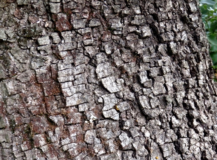 La encina (Quercus ilex)