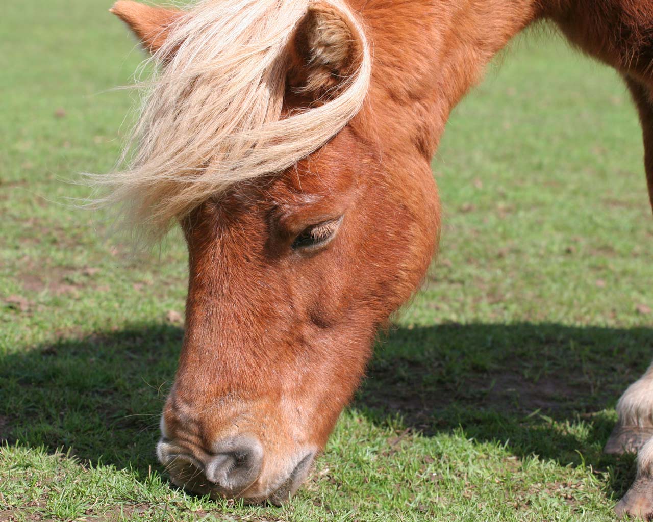 Beautiful Pony Wallpapers ~ High Definition Wallpapers|Cool Wallpapers ...