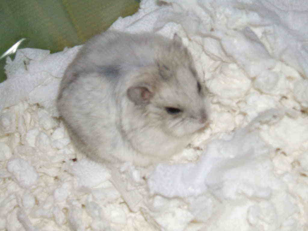 My Hammies World: Campbell's Russian Hamster Colors, Patterns And Coats