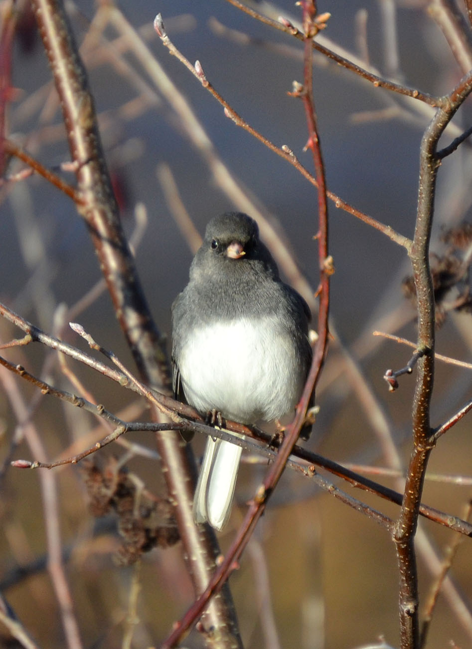 Woods Walks and Wildlife: Dark-eyed Juncos