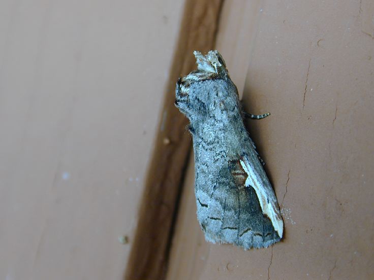 Field Biology in Southeastern Ohio: Sphinx Moths & Prominent Moths