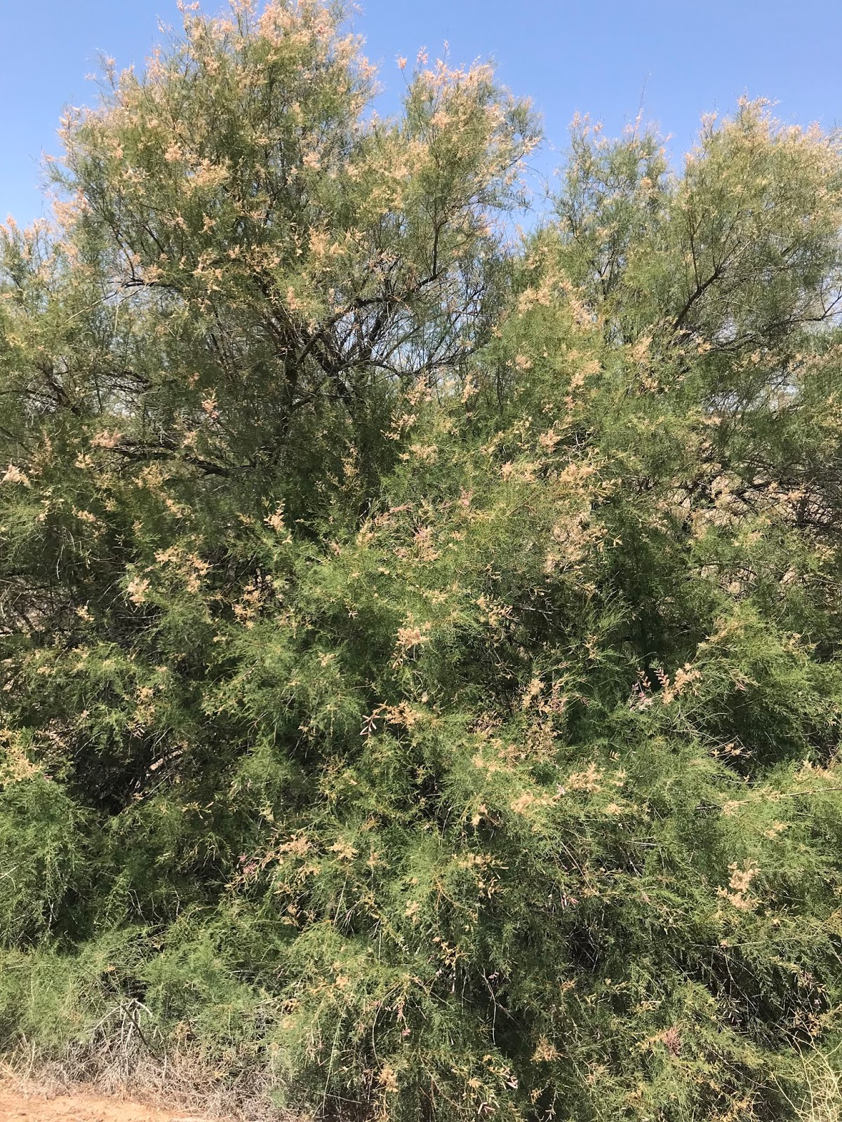 Saltcedar Eradication Takes Patience and Persistence