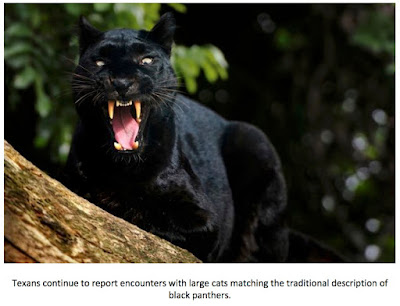 Texas Cryptid Hunter: Black Panther Sightings in Texas Continue