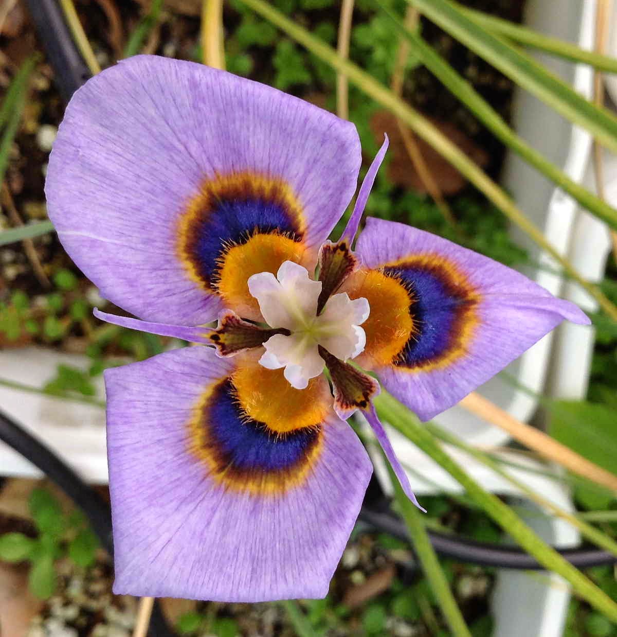 Growing Cool Plants: Moraea villosa Color Forms