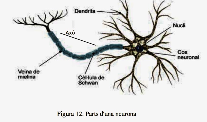 L'entramat món de les neurones: 1. Fisiologia del cervell sa i les ...