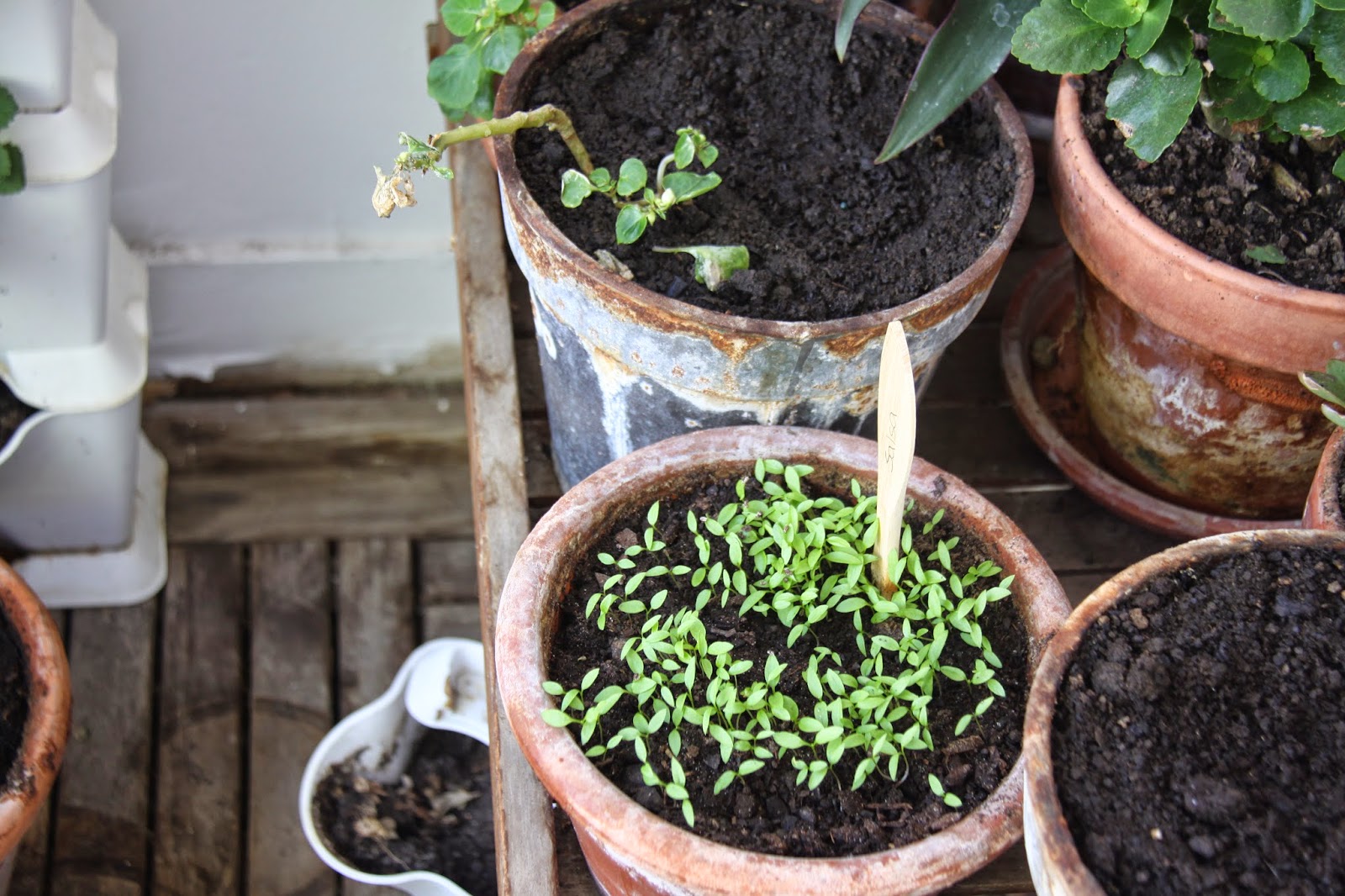 Um jardim para cuidar: Outono é tempo de semear...