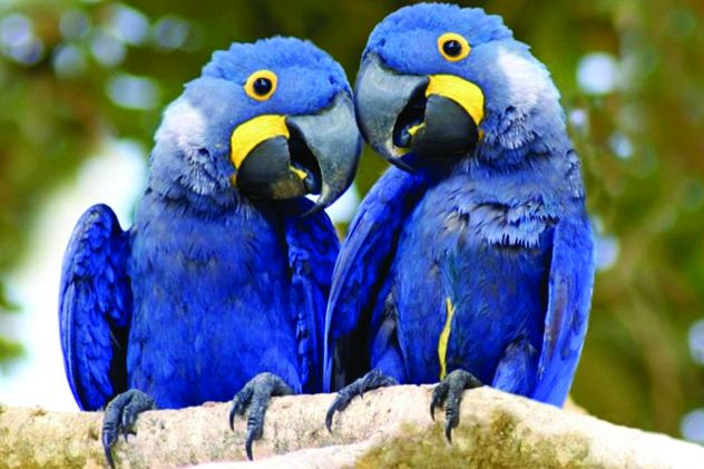 Caatinga Geografia do Brasil As principais características da Caatinga ...