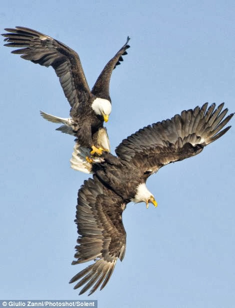 White Wolf : Two bald eagles captured in aerial combat (Photos)