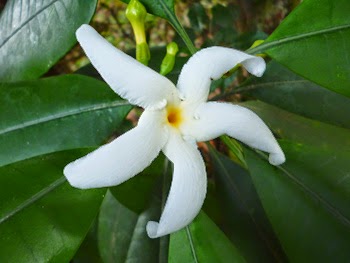 Eve's Apple or Forbidden Fruit - Divi kaduru | SL Flora