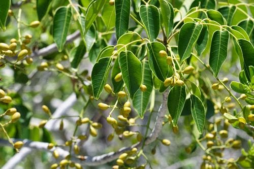 Flora de Puerto Rico Ilustrada Papo Vives: ANACARDIACEAE METOPIUM ...