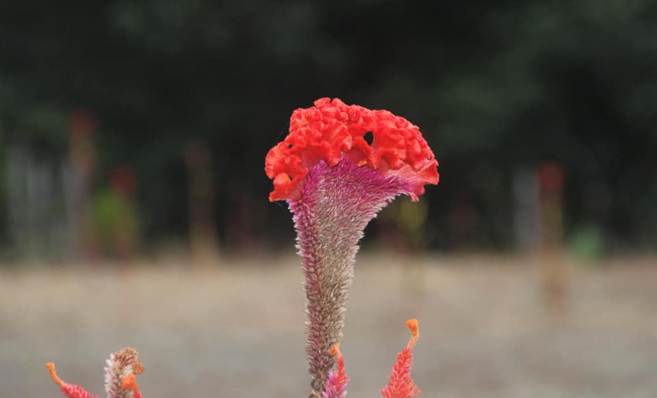 MIZO HLAKUNGPUI MUAL [MIZO POETS' SQUARE]