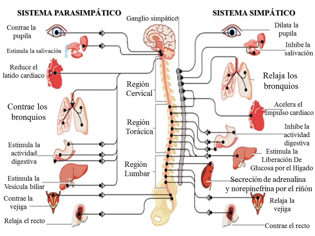 Fisiologia Humana: sistemas simpático y parasimpático