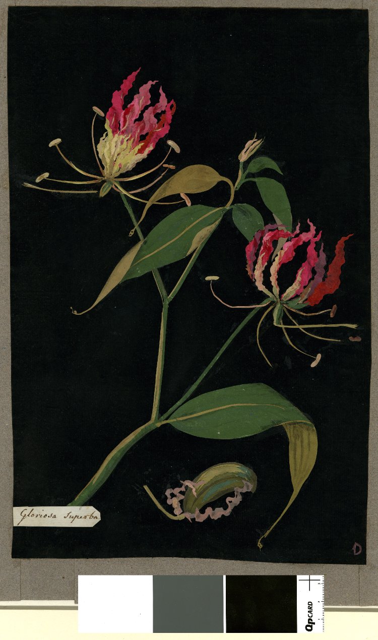 nickyskye meanderings: Mary Delany, collage artist of flowers in the 1700's