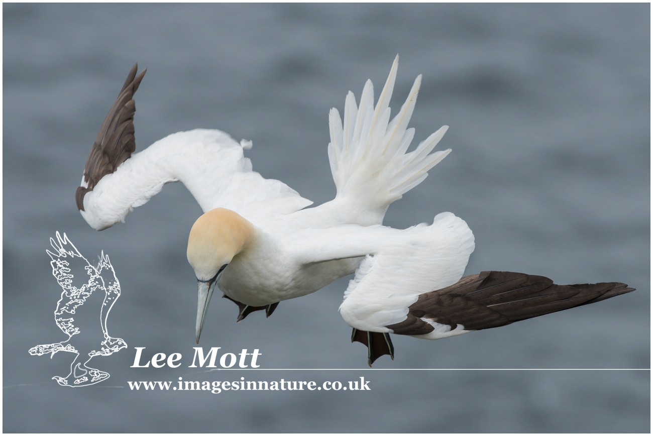 Lee Mott Photography