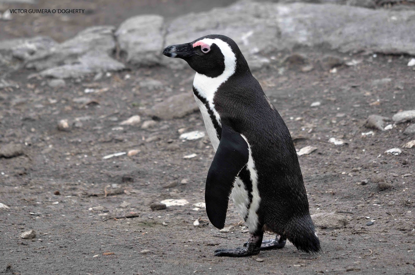 Mis imágenes de aves: Y SEGUIMOS CON EL PINGUINO DEL CABO